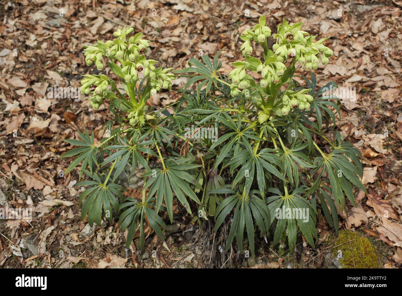 Stinking hellebore (Helleborus foetidus), perennial, two, nature ...