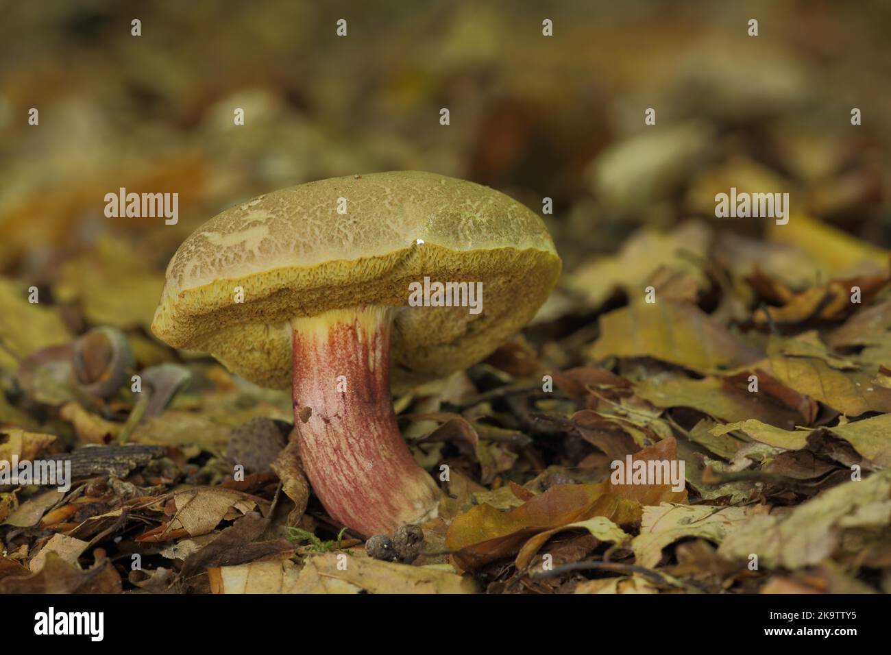 Red-legged boletus, Red-legged boletus, Felt boletus, Felt boletus ...