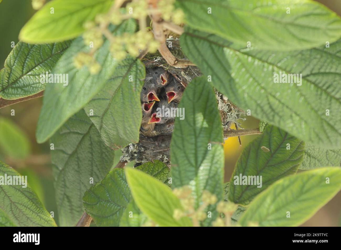 Five young european goldfinch (Carduelis carduelis) in nest, young ...