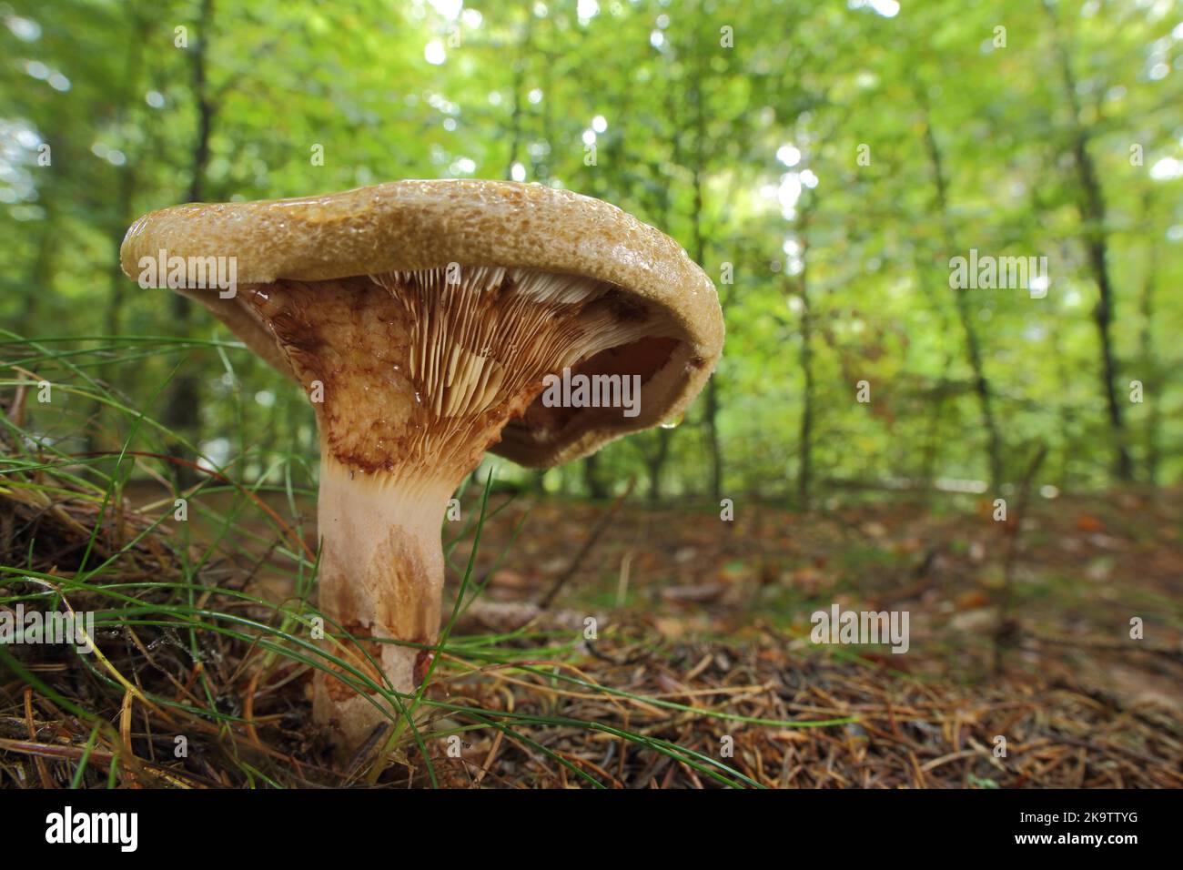 Brown roll-rim (Paxillus involutus) in the forest, environment ...