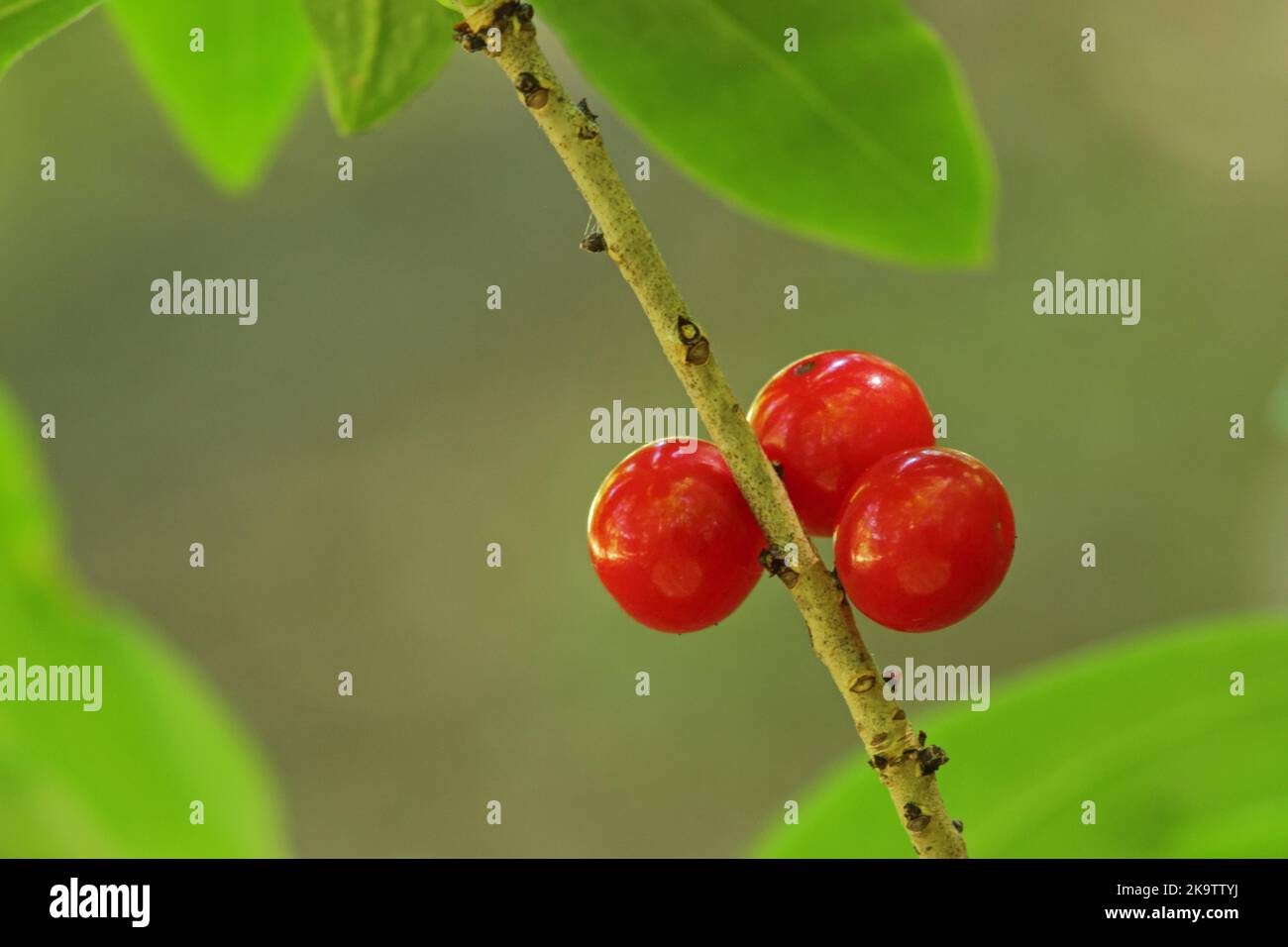 Daphne mezereum seed hi-res stock photography and images - Alamy
