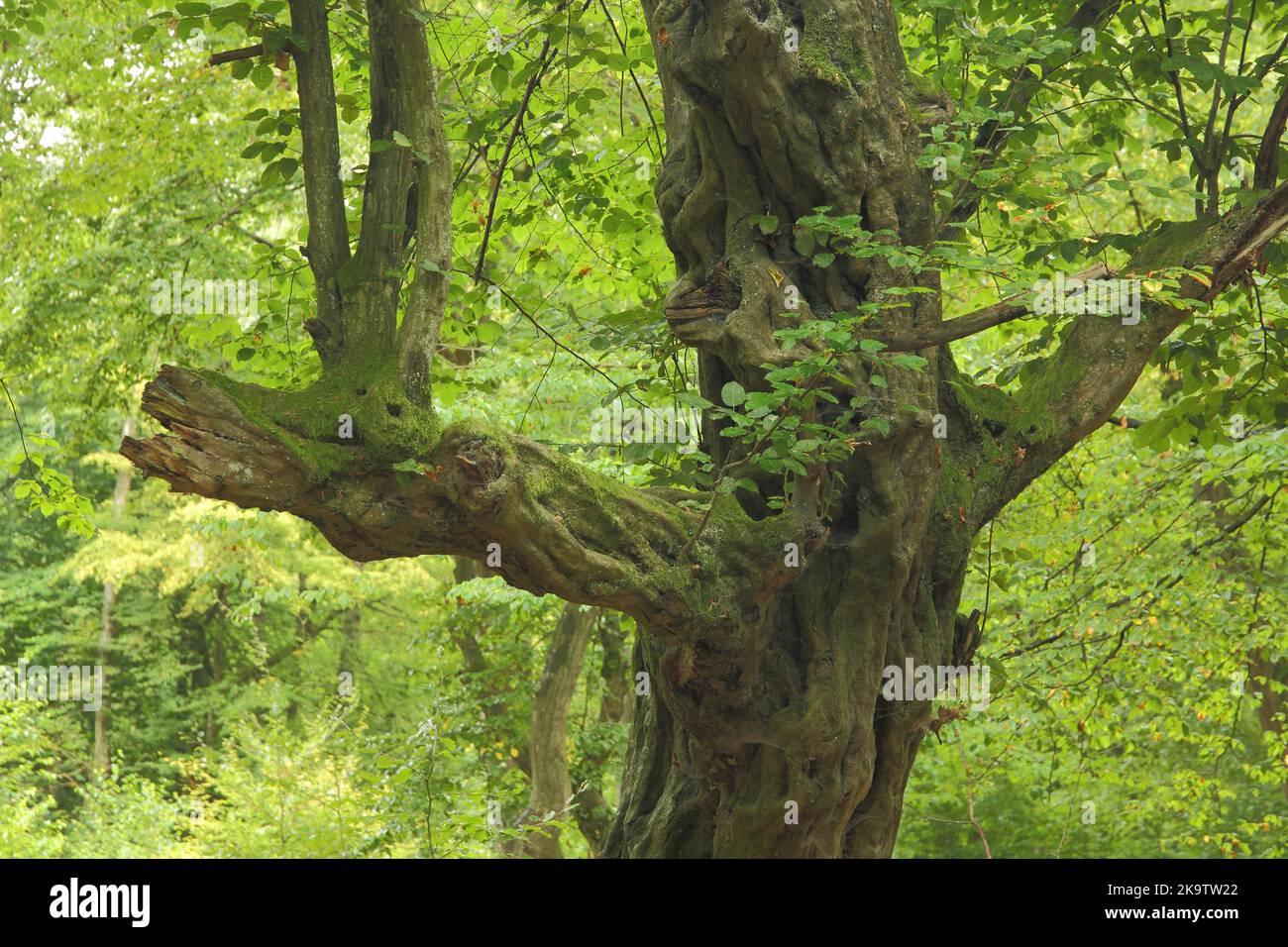 Twisted beech tree fagus sylvatica hi-res stock photography and images ...