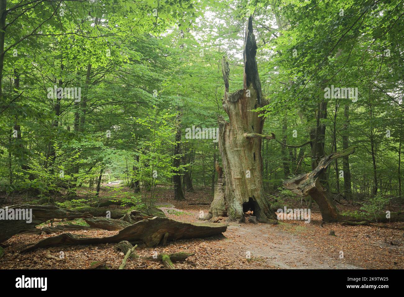 Tree stump fire stump in the Reinhardswald, tree, tree trunk, forest ...