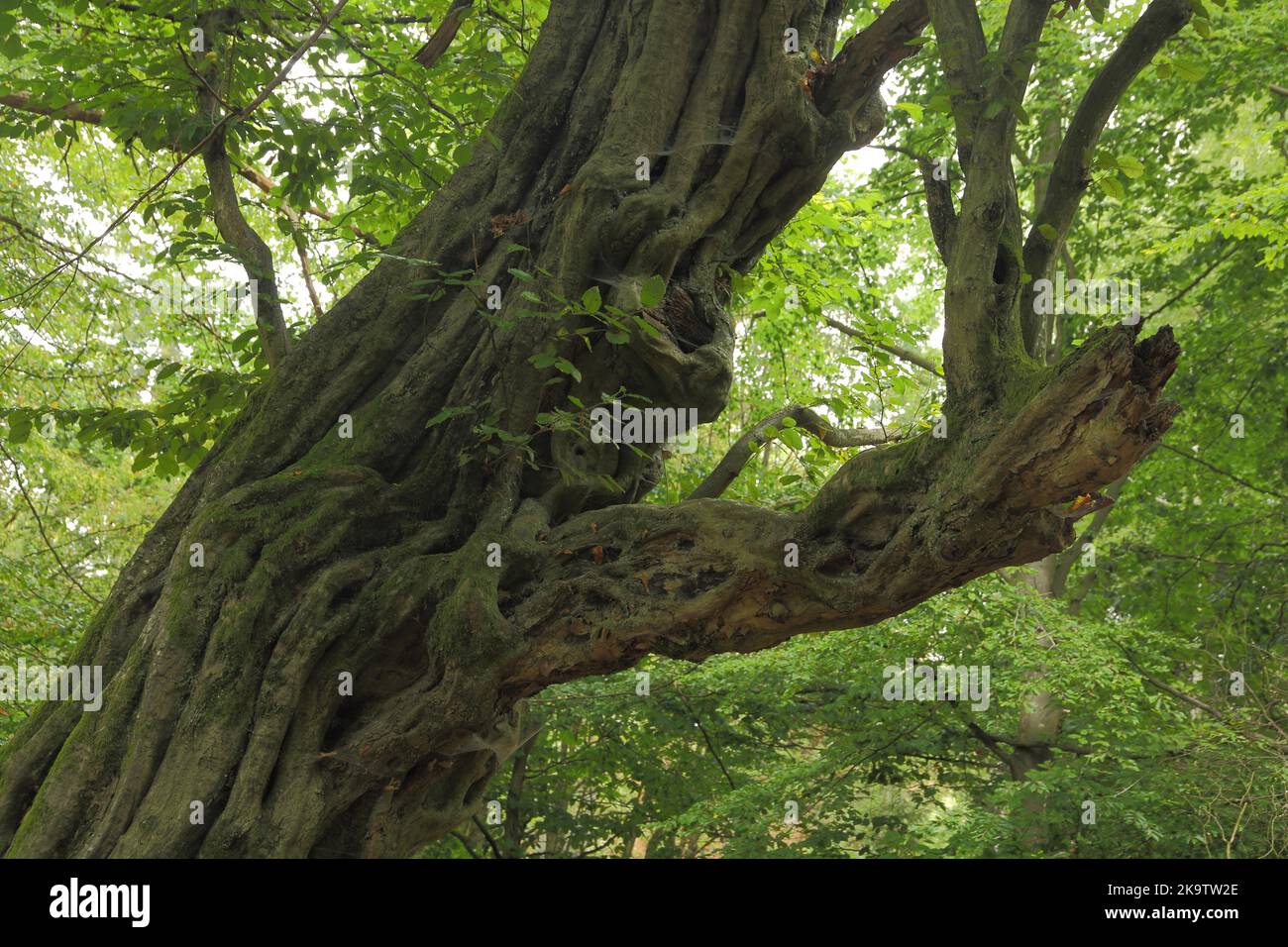 Copper bark hi-res stock photography and images - Alamy