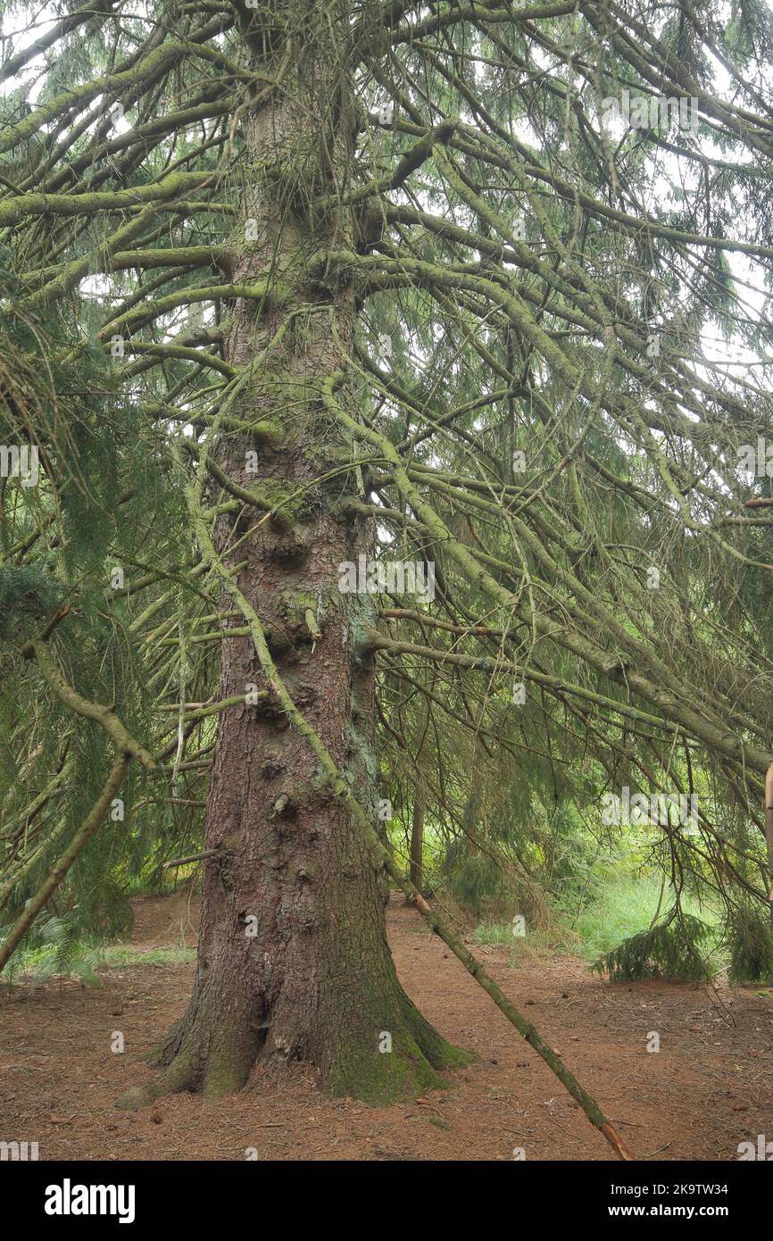 European spruce (Picea abies), tree trunk, branches, old, bizarre ...