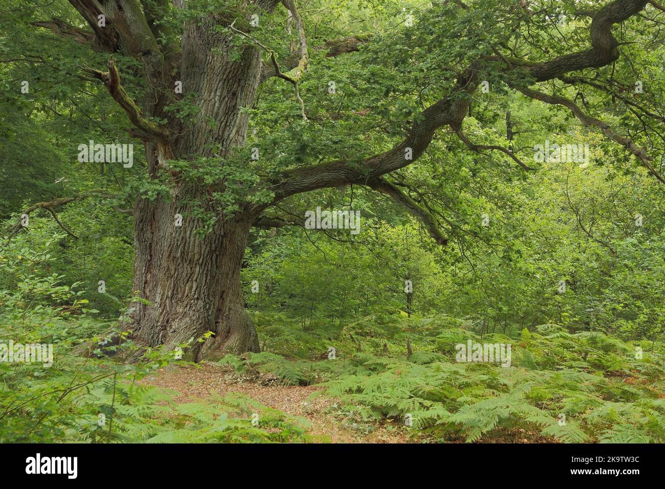 English oak (Quercus robur), Rapp oak, oak, forest, tree trunk, old ...