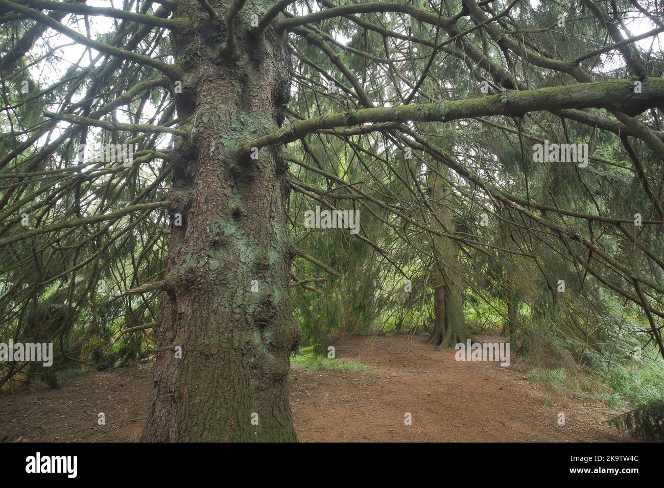 European spruce (Picea abies), tree trunk, branches, old, bark, conifer ...