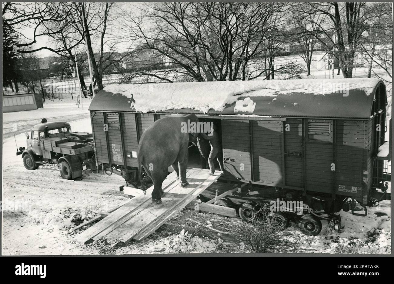 The elephant transport hi-res stock photography and images - Alamy
