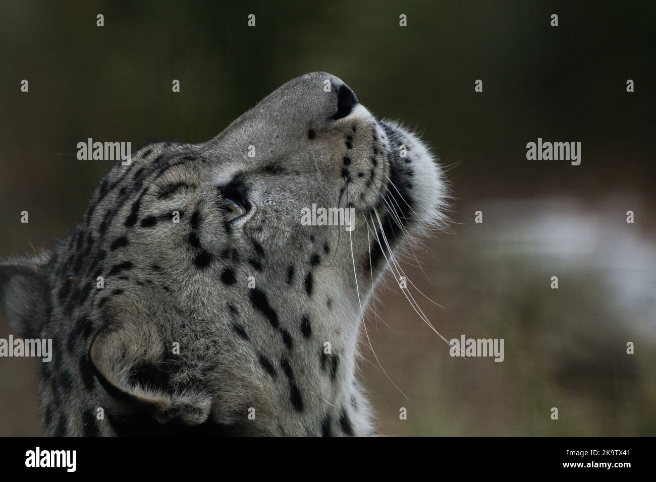 Leopard looking at food Stock Photo - Alamy