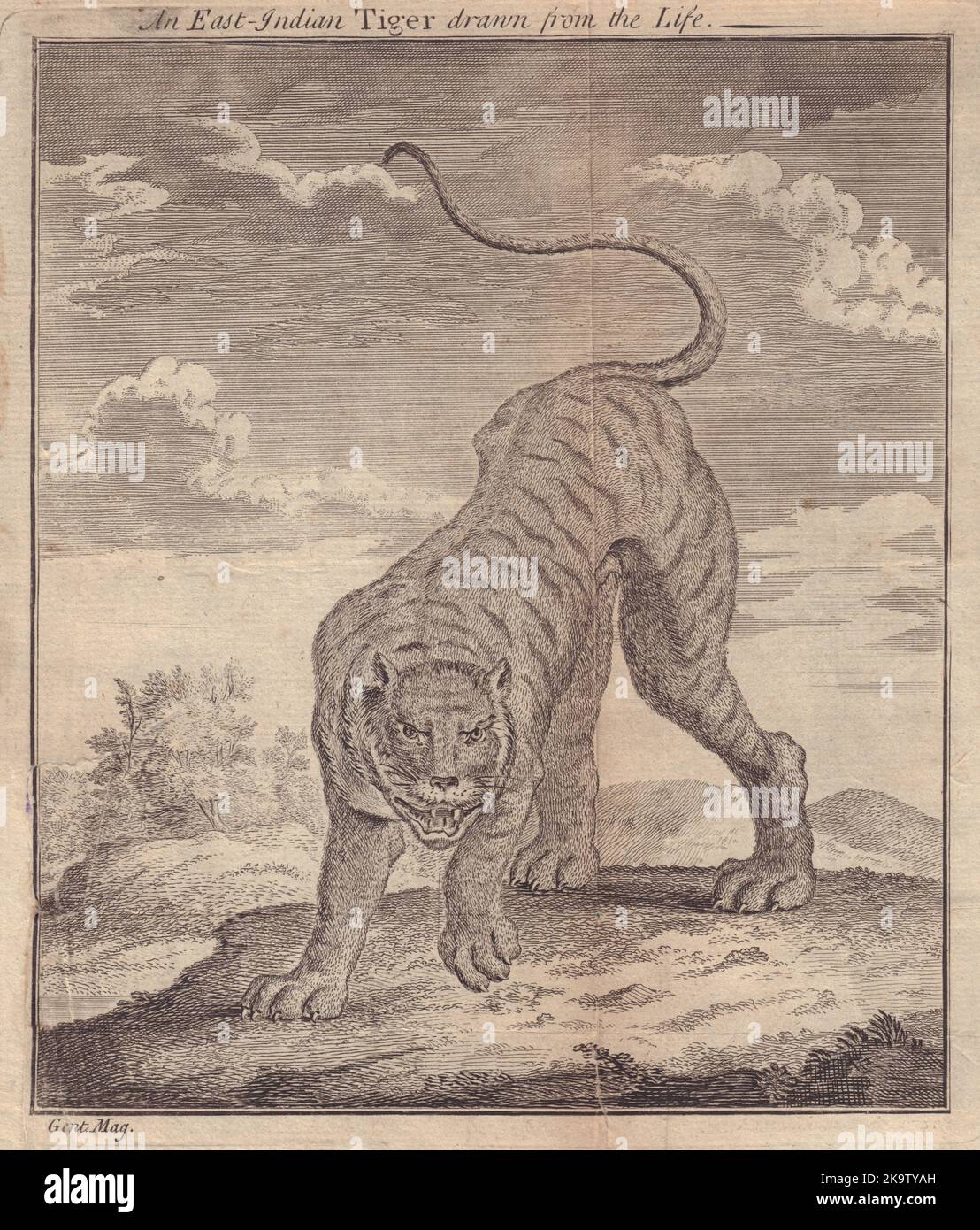 An East Indian Tiger drawn from the Life. GENTS MAG 1750 old antique ...