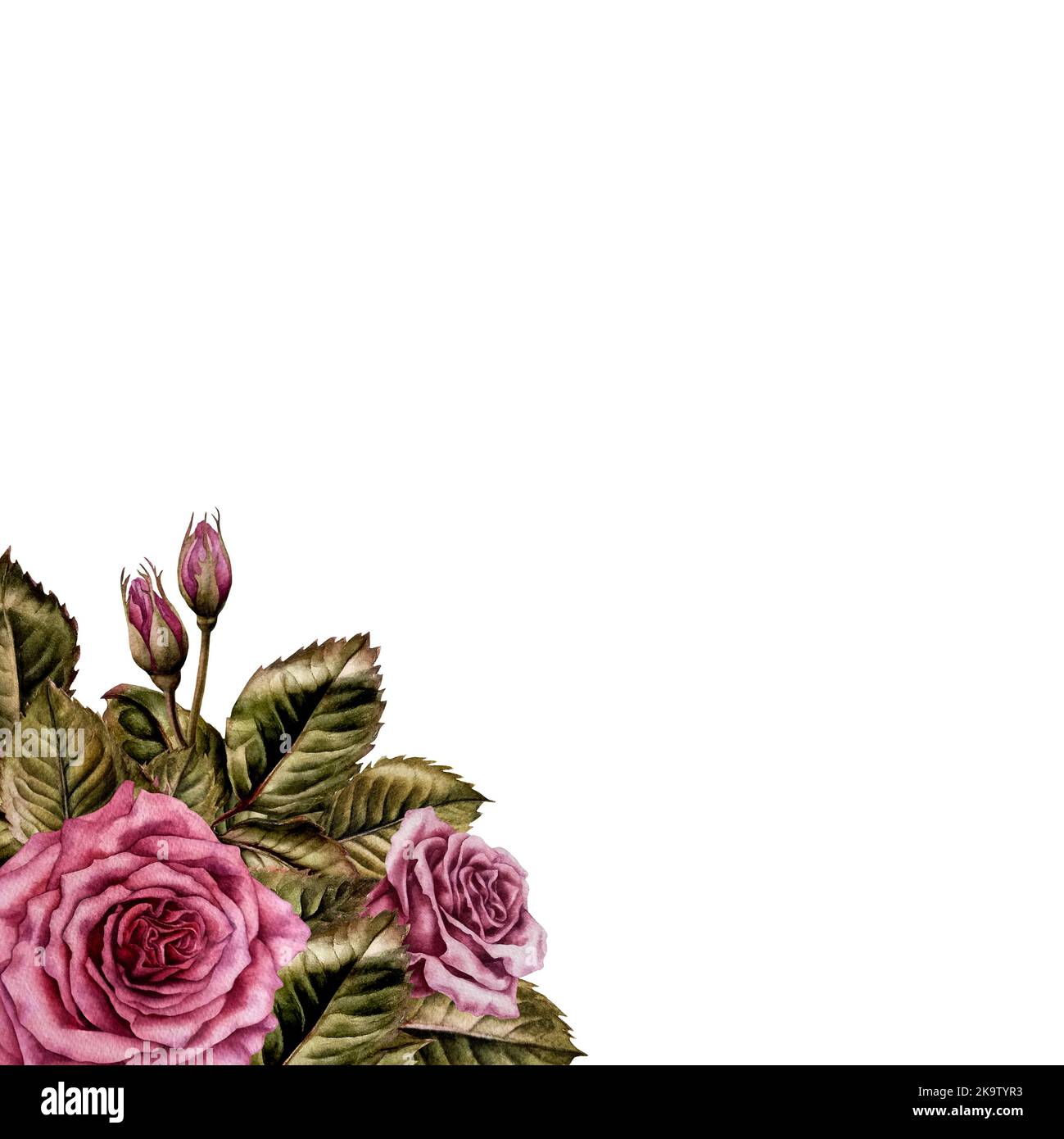 Hand drawn watercolor pink rose corner for Valentine's Day, wedding ...