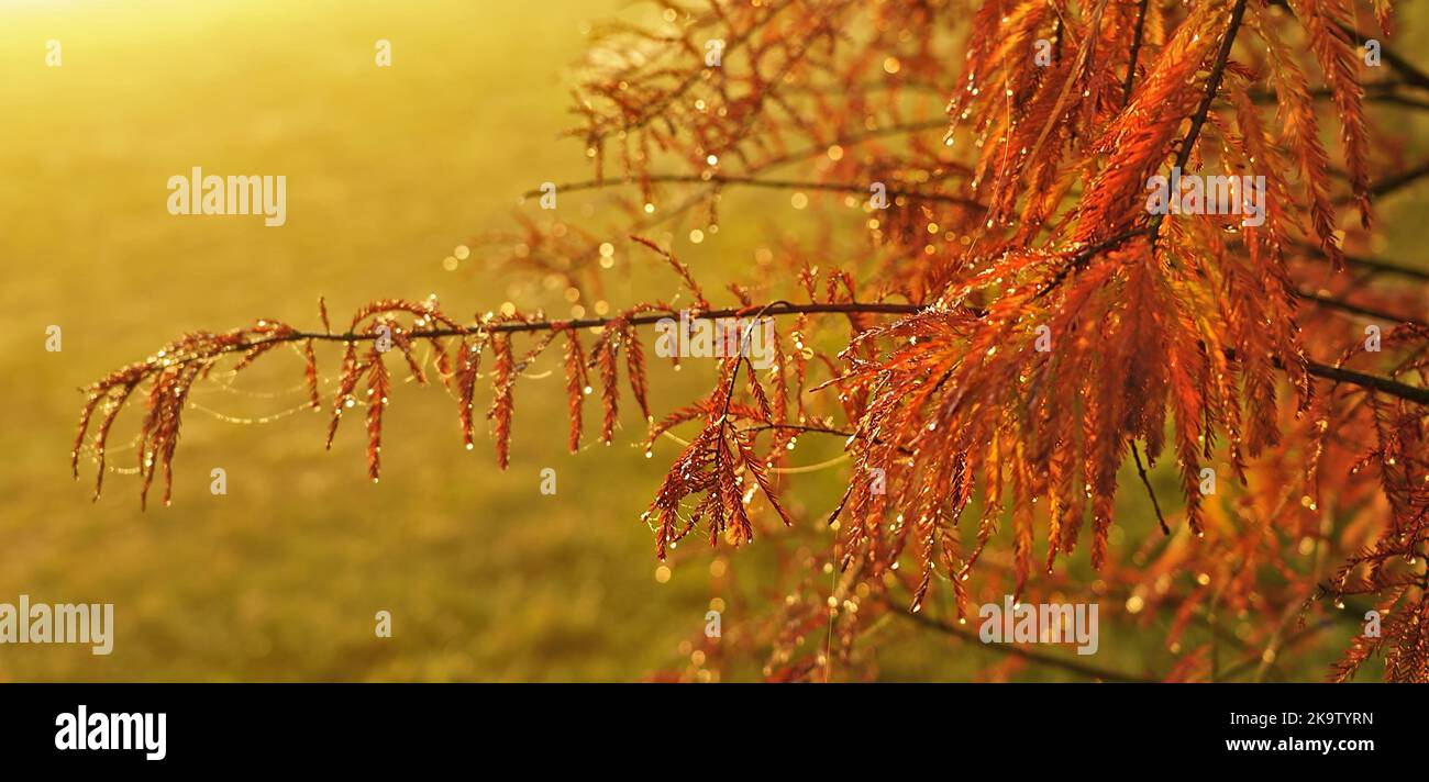 red tree with orange background Stock Photo - Alamy