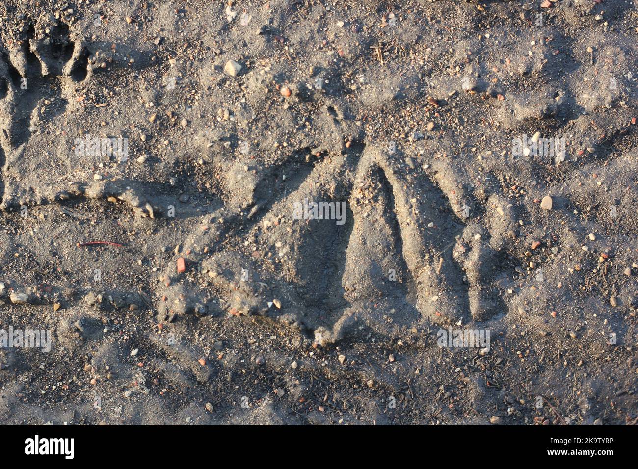 Geese footprints hi-res stock photography and images - Alamy