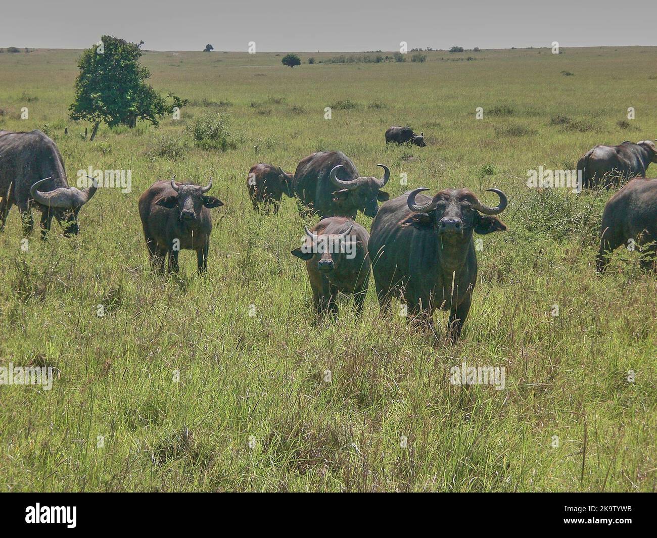 African buffalo in the grassland of Tsavo East National Park in Kenya ...