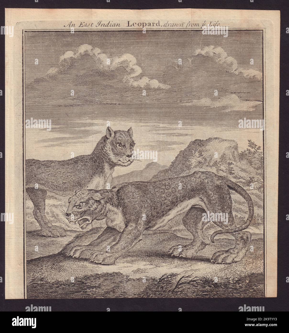 An East Indian Leopard, drawn from ye life. GENTS MAG 1750 old antique ...