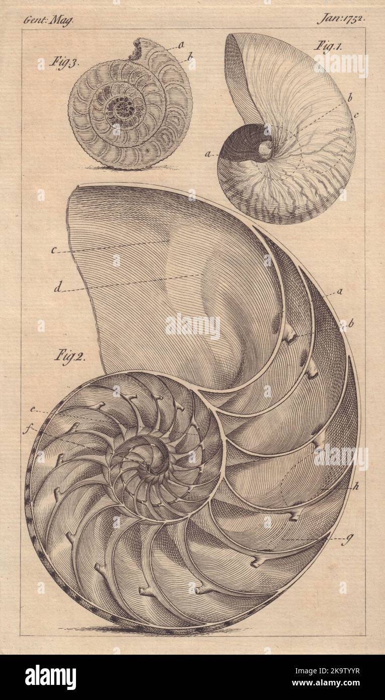 The Shell of the Nautilus, Naut Pompilius. Ammonita, or Cornu Ammonis ...