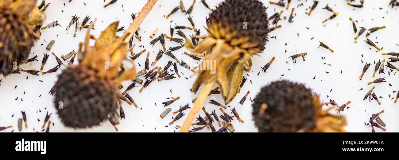 Dried rudbeckia flower heads. Collecting seeds for propagation ...