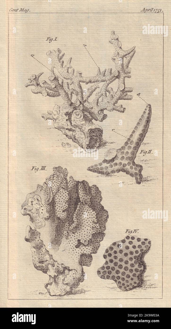 Four Species of Coralloids. Coral. GENTS MAG 1752 old antique print ...