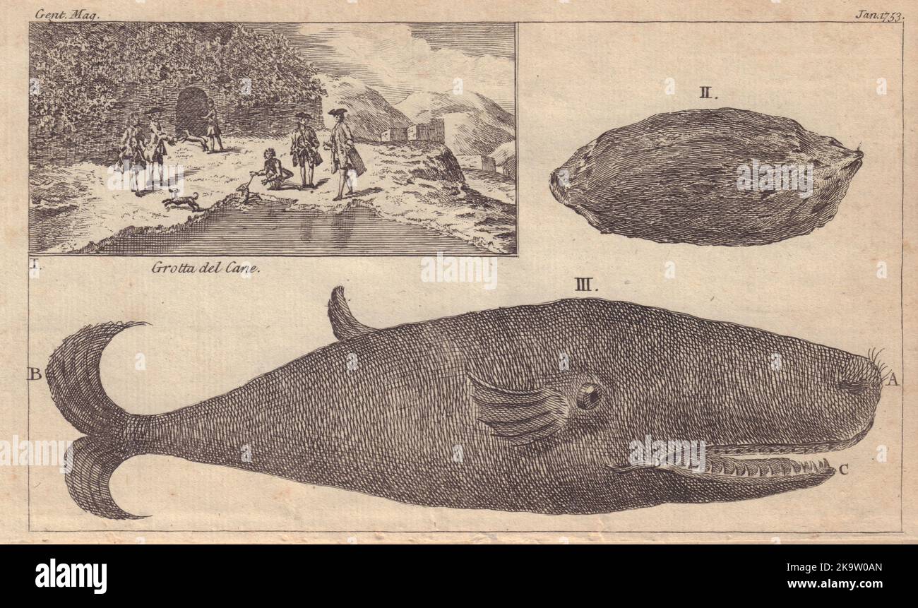 Sperm Whale Spermaceti