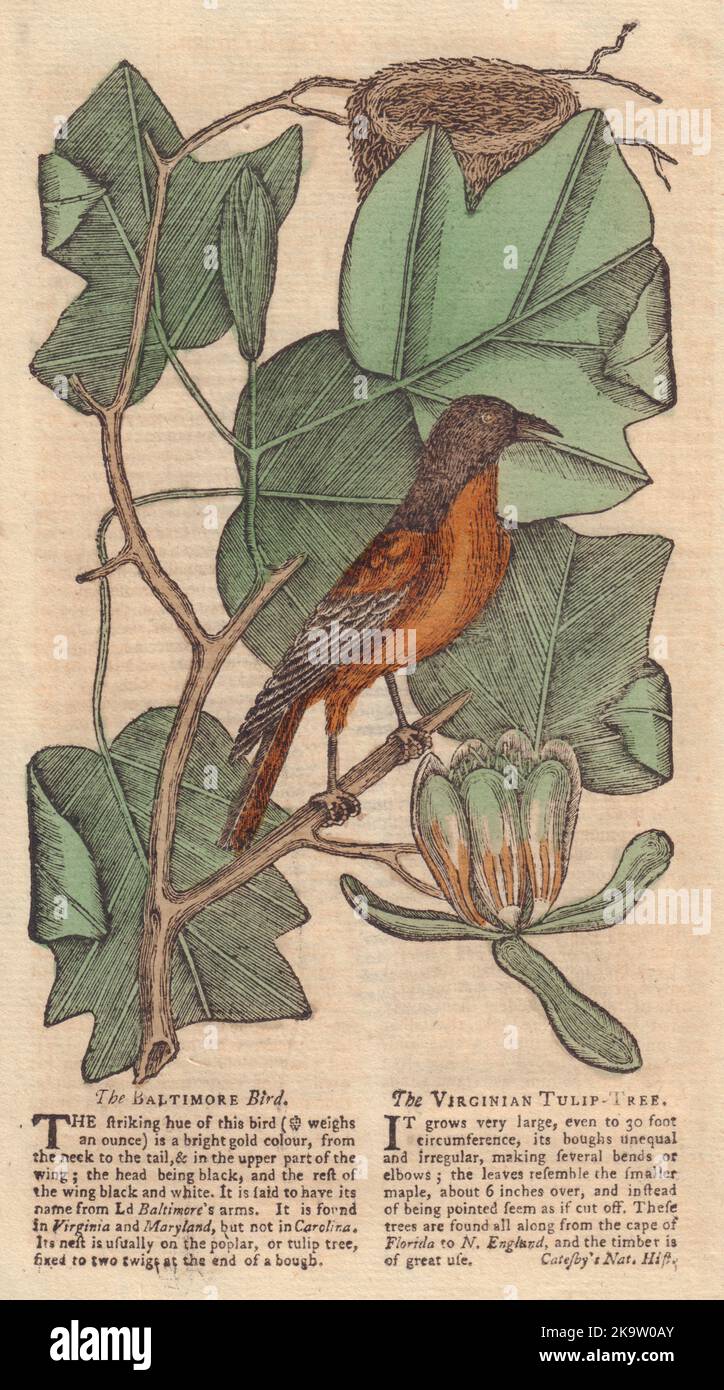 The Baltimore Bird and the Virginian Tulip Tree. GENTS MAG 1753 old ...
