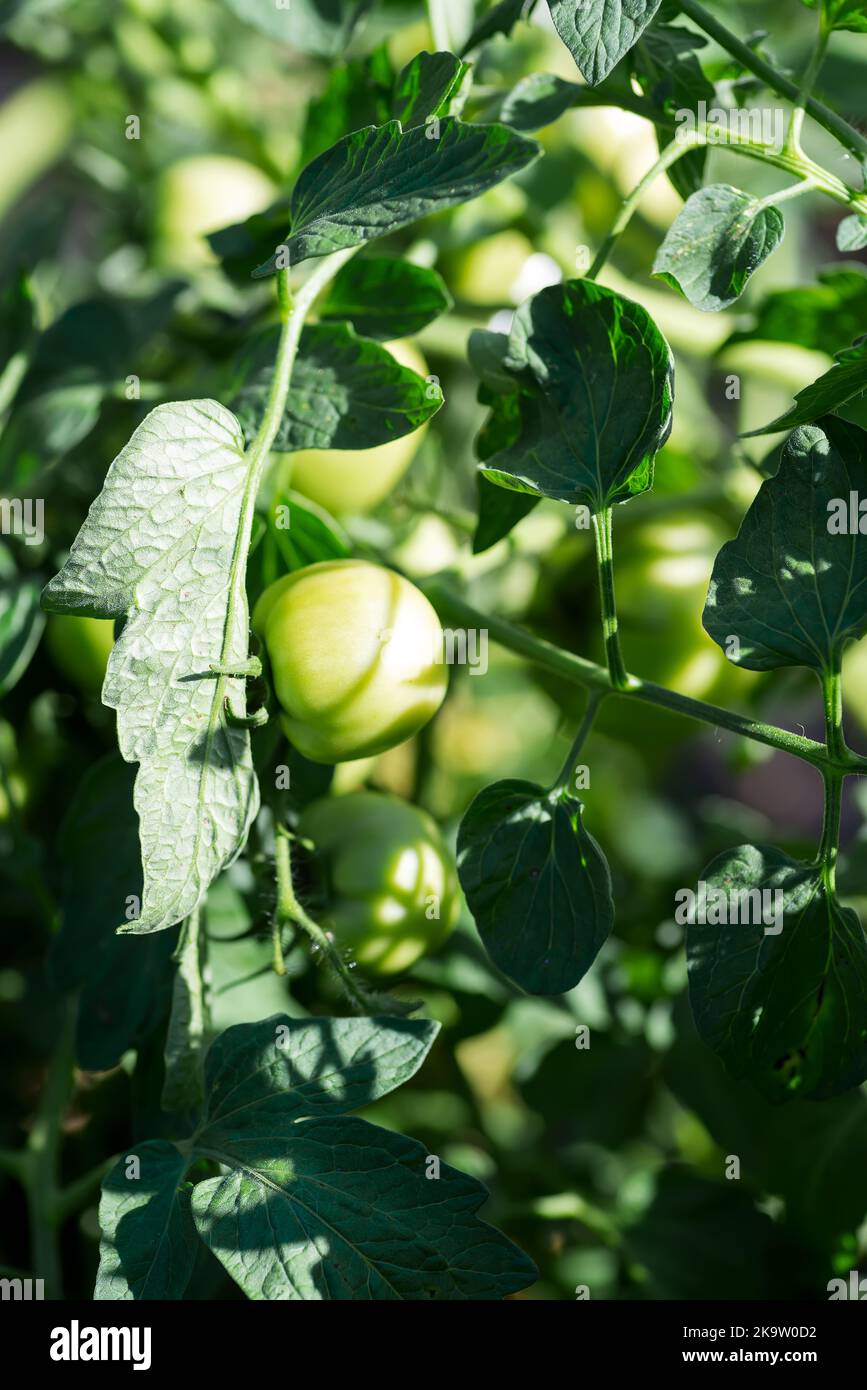 Growing yellow plum-shaped tomato, blooming, ripening of tomatoes ...