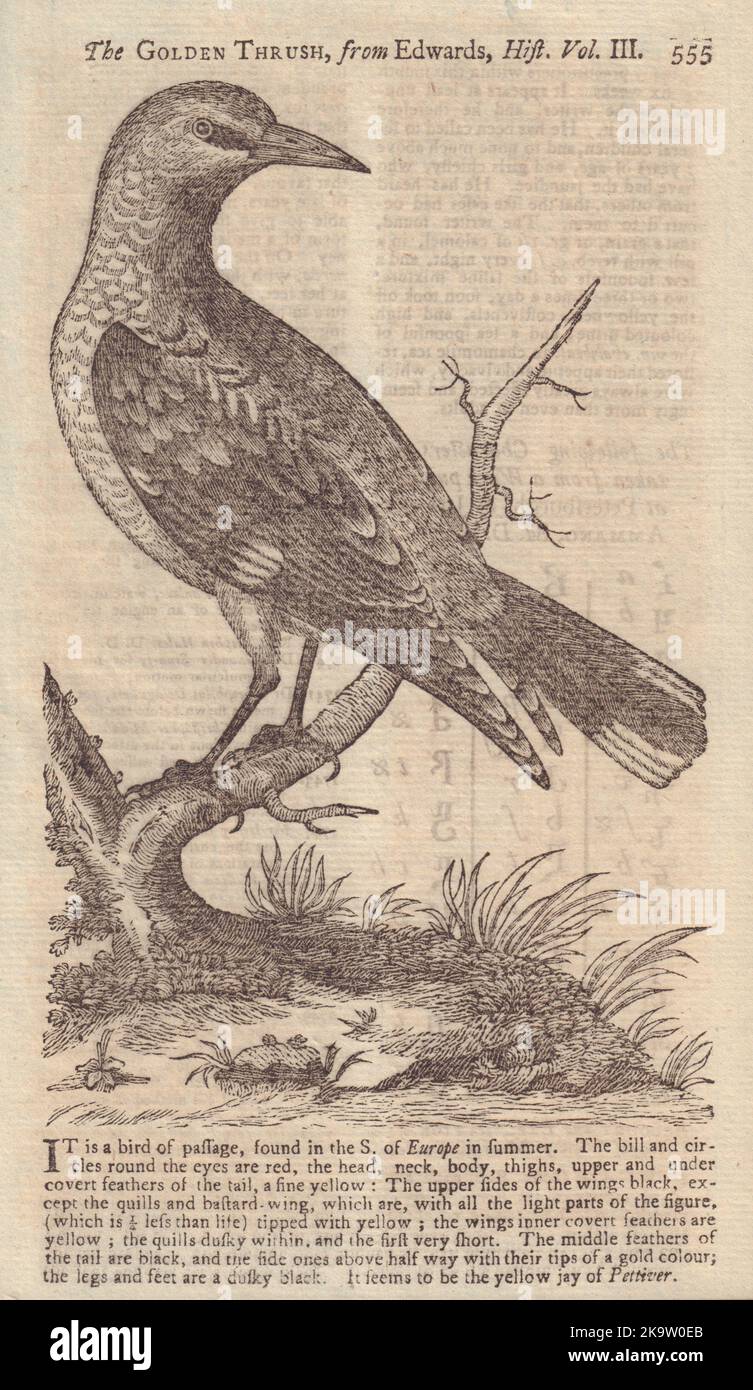The Golden Thrush, from Edwards. Birds. GENTS MAG 1753 antique print ...