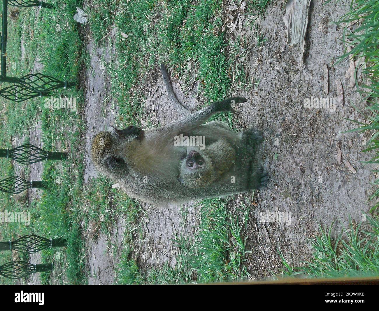 Vervet Monkey mother, Chlorocebus pygerythrus, suckling her baby monkey ...
