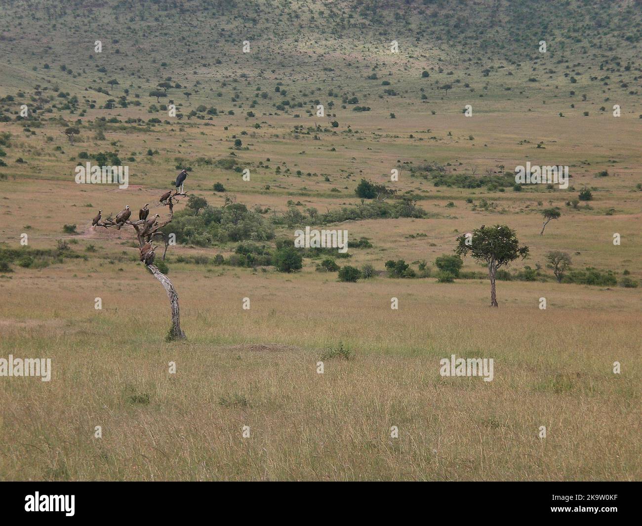A flock of Vultures sitting on a dead tree together with Marabou Stork ...