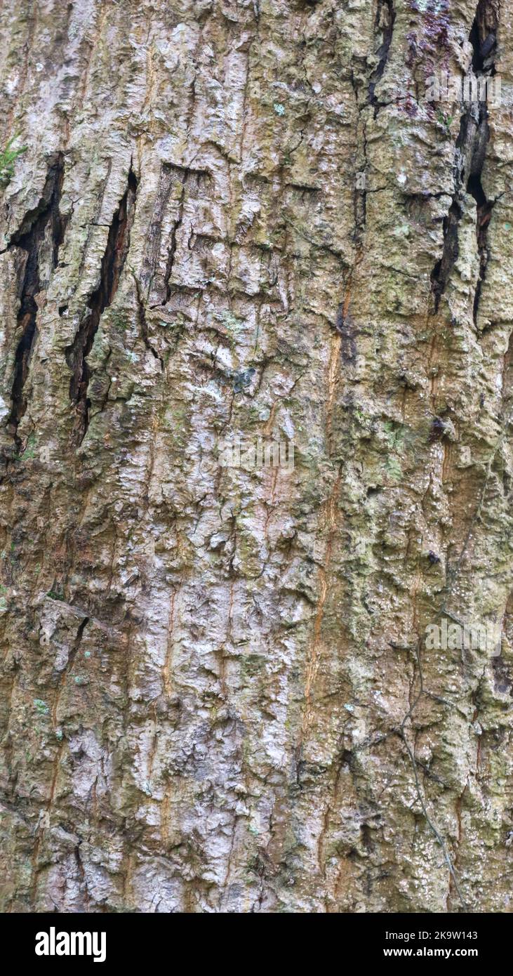 mossy and moldy tree bark in the background Stock Photo - Alamy