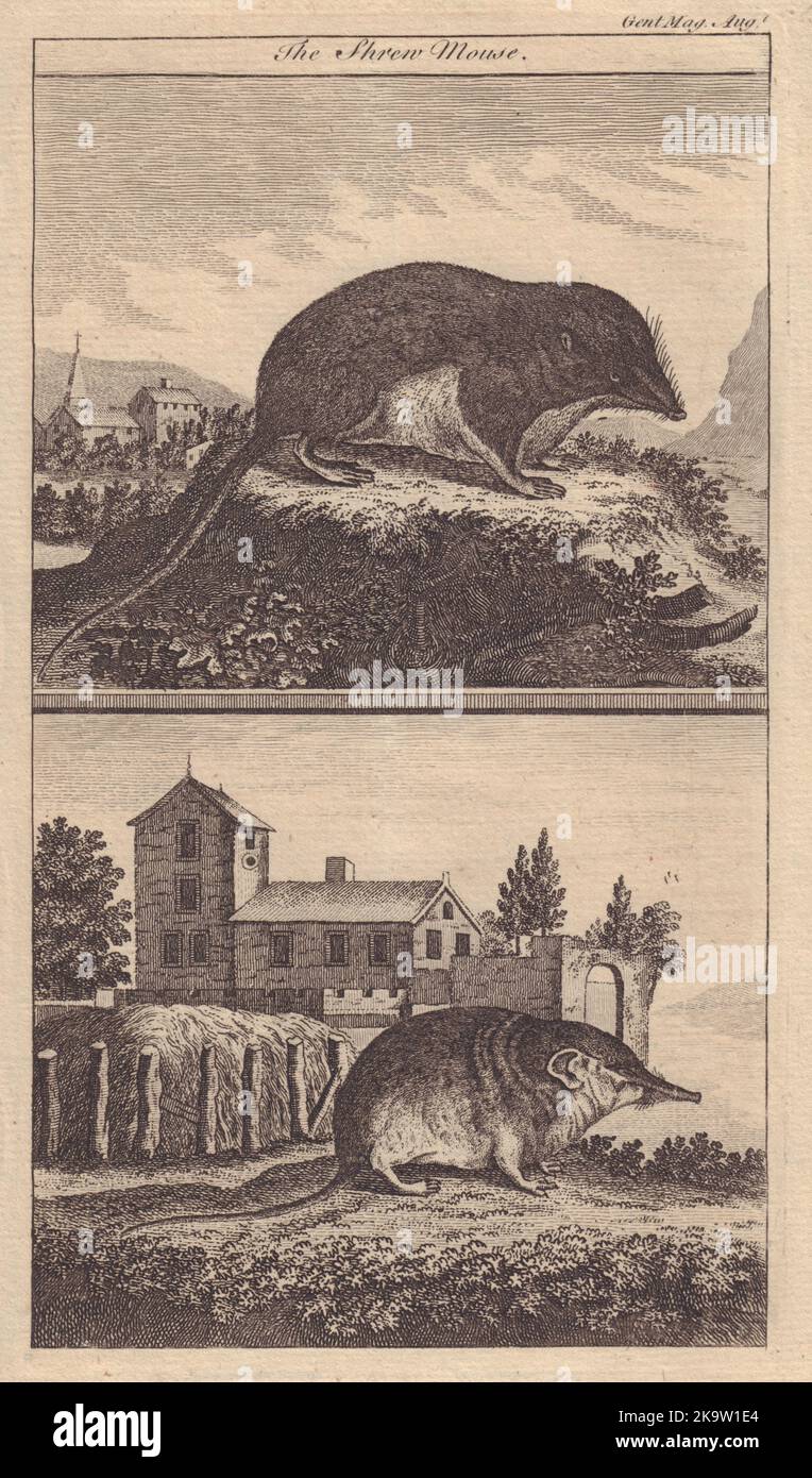 Two kinds of the Shrew-mouse. Sorex Araneus. Rodents. GENTS MAG 1764 ...