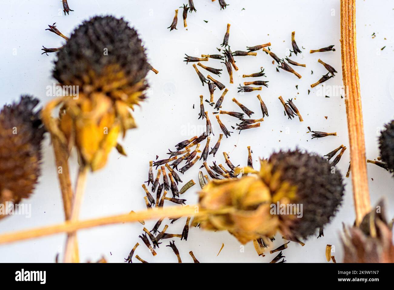 Dried rudbeckia flower heads. Collecting seeds for propagation ...