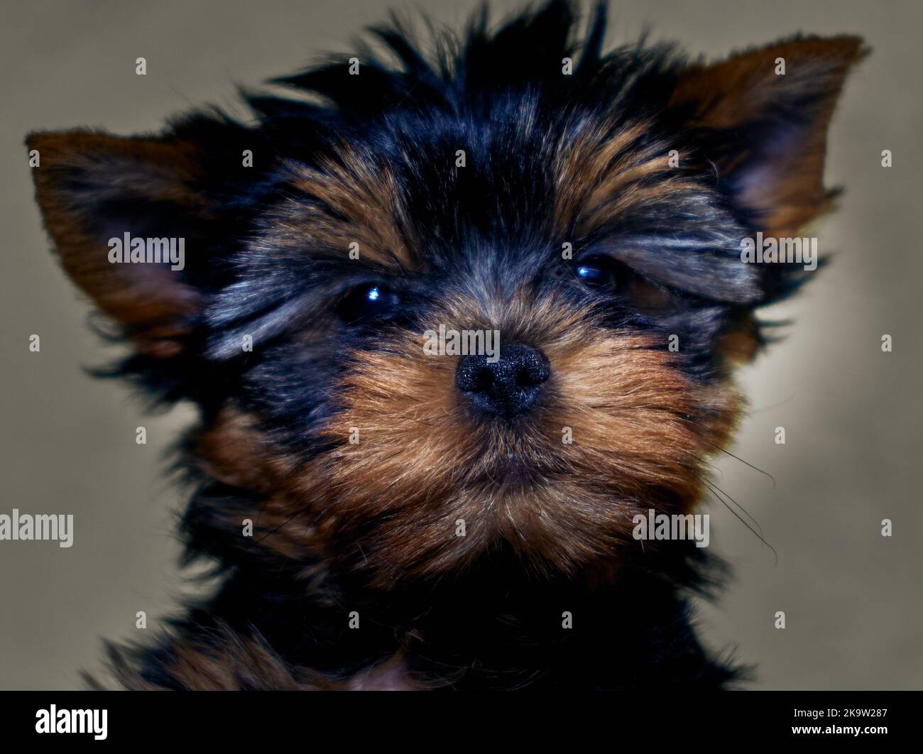 Portrait of a cute Yorkshire Terrier puppy Stock Photo - Alamy