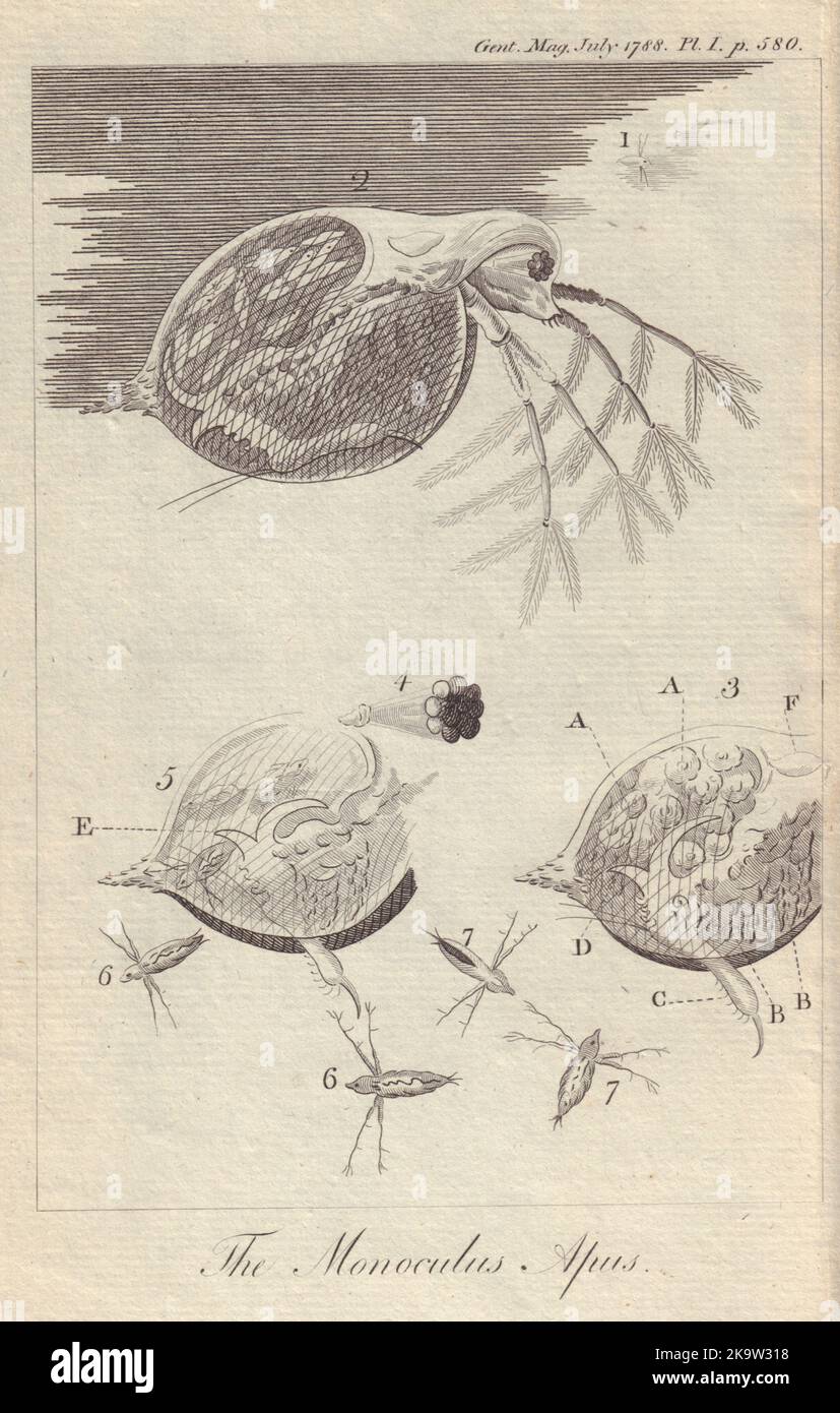 Monoculus Apus. Lepidurus apus. Tadpole Shrimp. GENTS MAG 1788 old ...