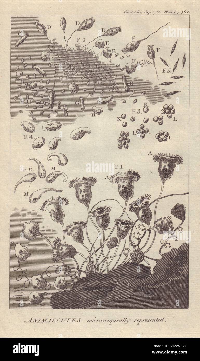 Animalcules microscopically represented. Biology. GENTS MAG 1788 old ...