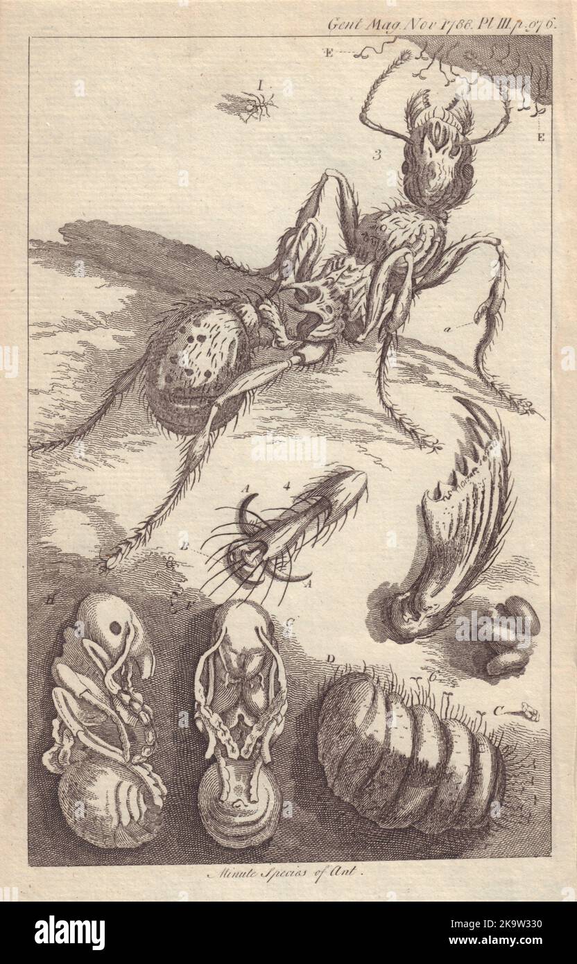 Minute Species of Ant in its larva, pupa, and imago state. GENTS MAG ...