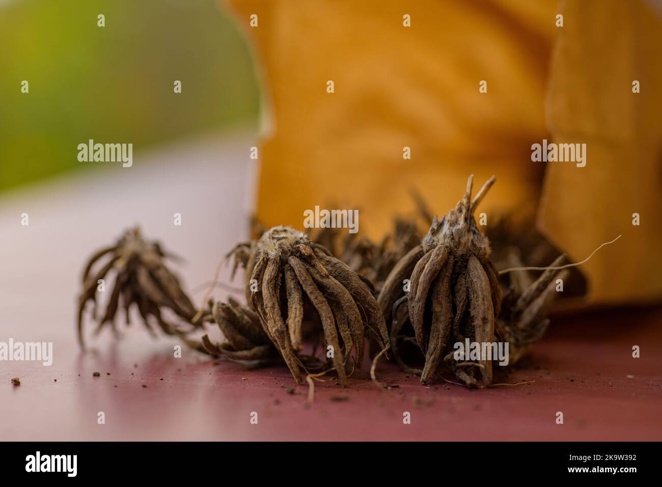 Claw like hi-res stock photography and images - Alamy