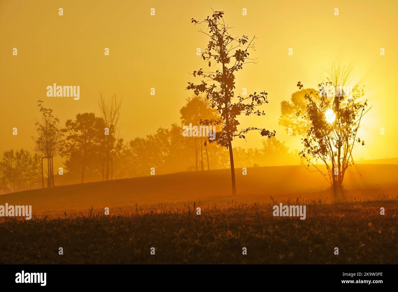 Orange park grass trees hi-res stock photography and images - Alamy