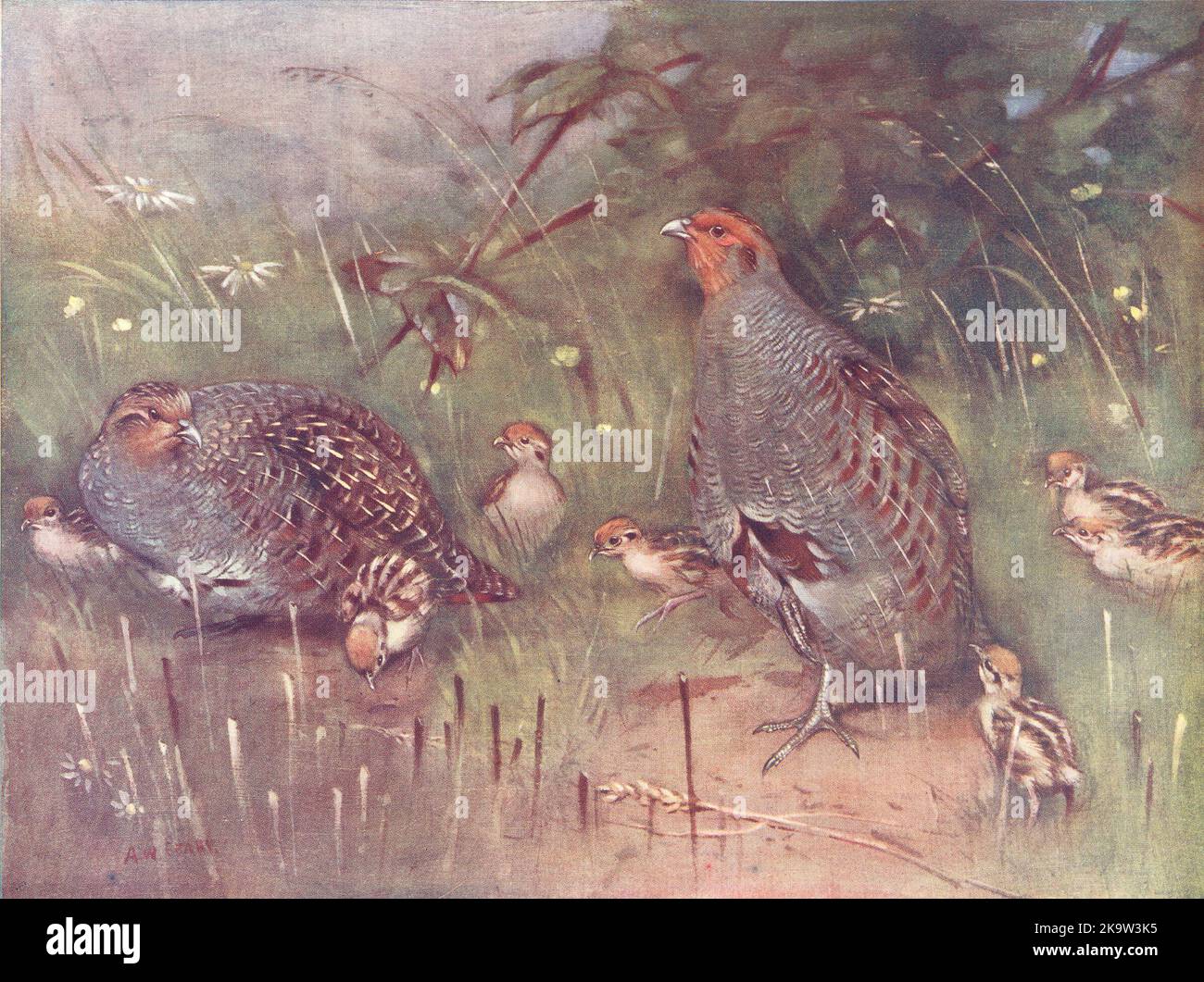 BIRDS. Pheasant, the Partridges, and the Quail. Partridges 1924 old ...