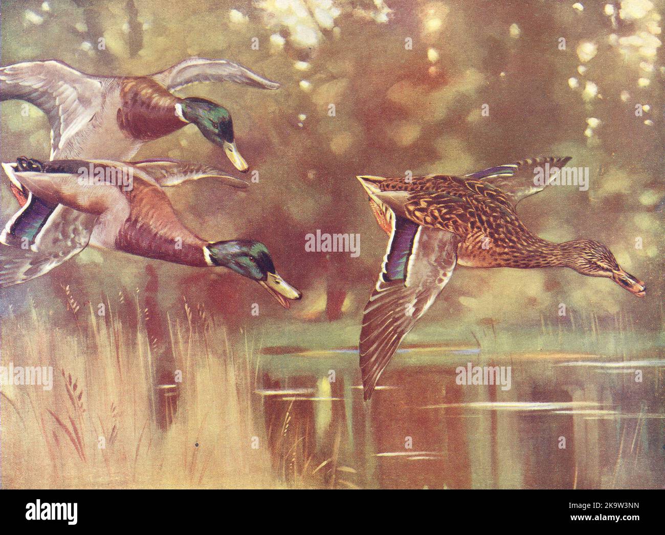 Jack mallard hi-res stock photography and images - Alamy