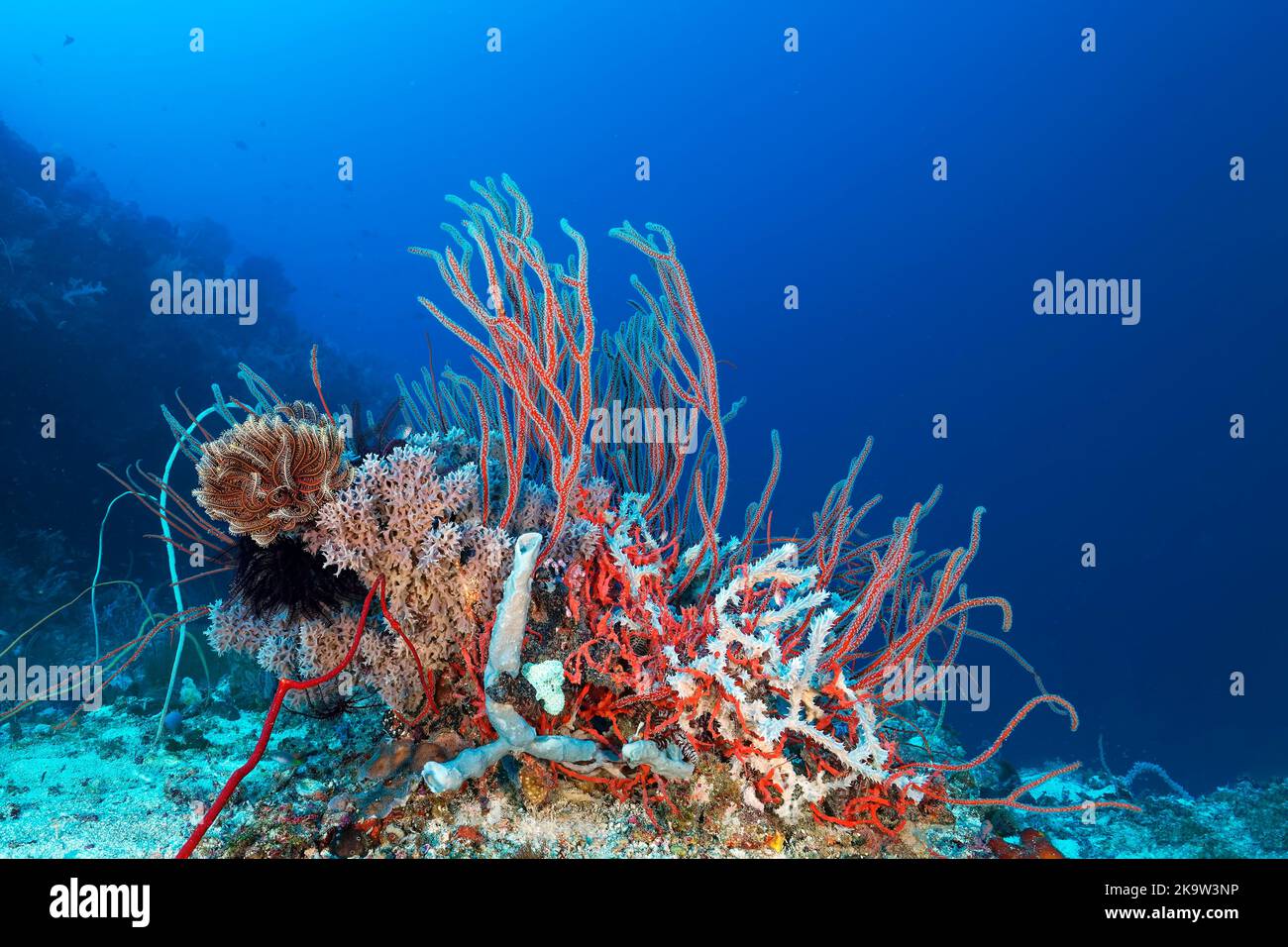 Sea sponge great barrier reef australia hi-res stock photography and ...