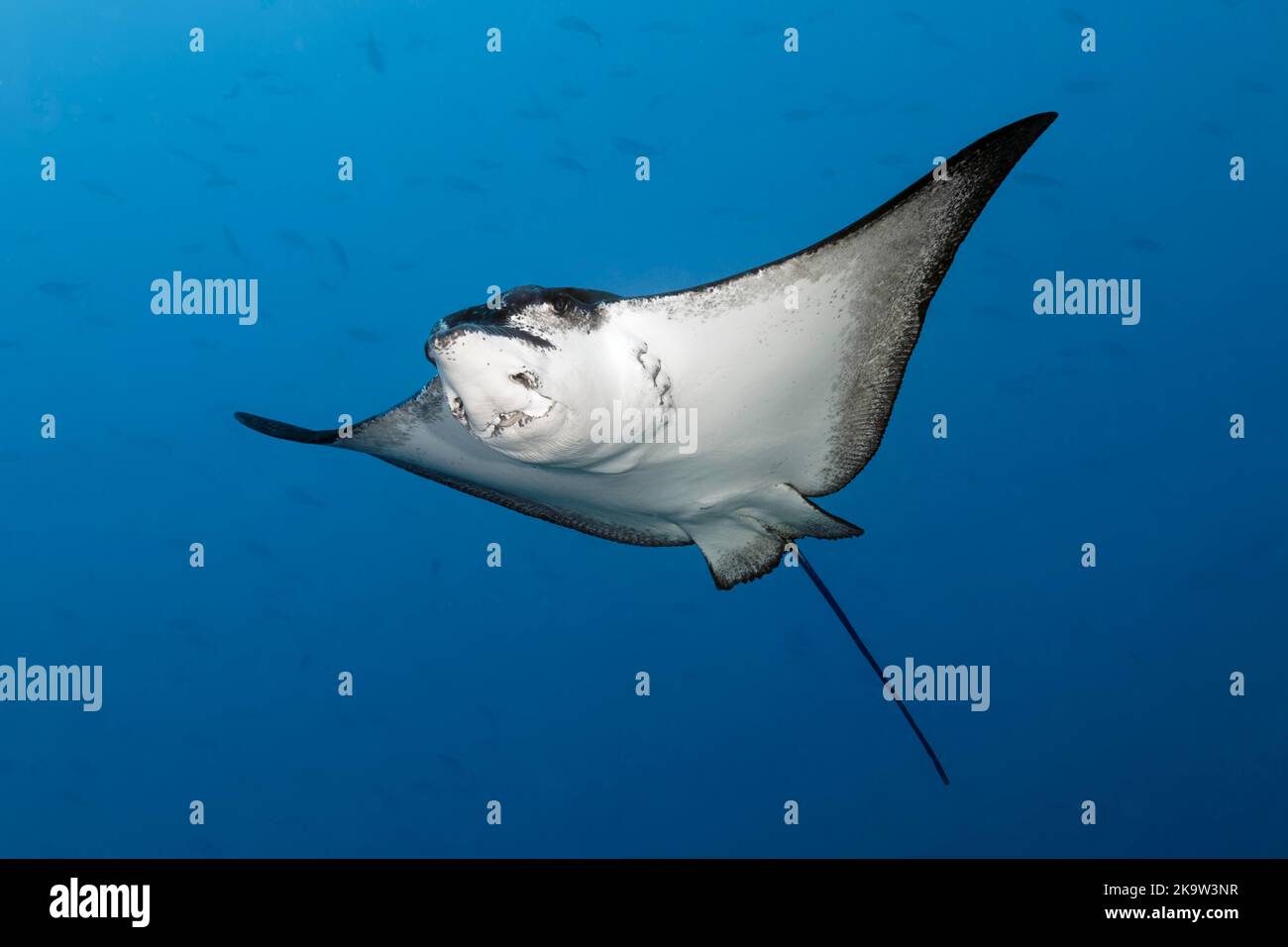 Spotted eagle ray (Aetobatus narinari) swimming in blue water, Pacific ...