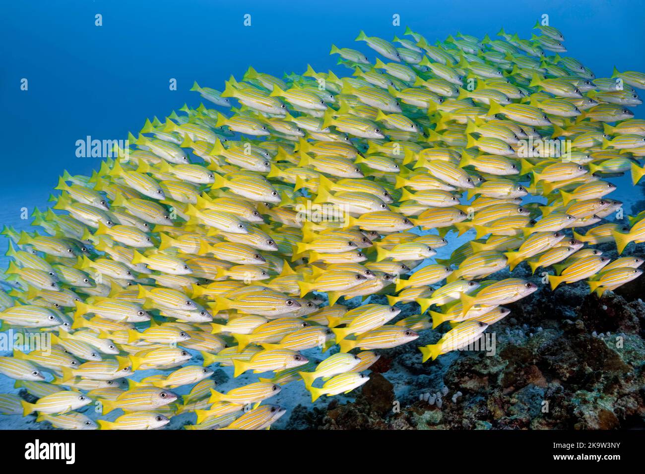 Shoal of Common bluestripe snapper (Lutjanus kasmira), Great Barrier ...