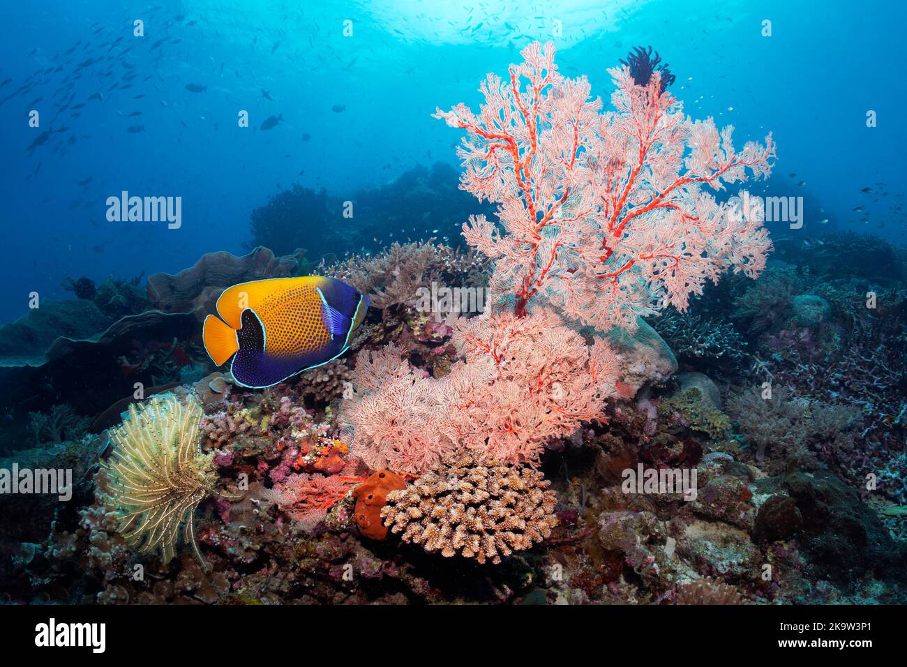 Articulata brachiopoda hi-res stock photography and images - Alamy