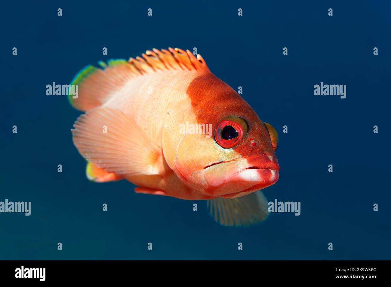 Blacktip grouper (Epinephelus fasciatus) swimming in the blue, Pacific ...