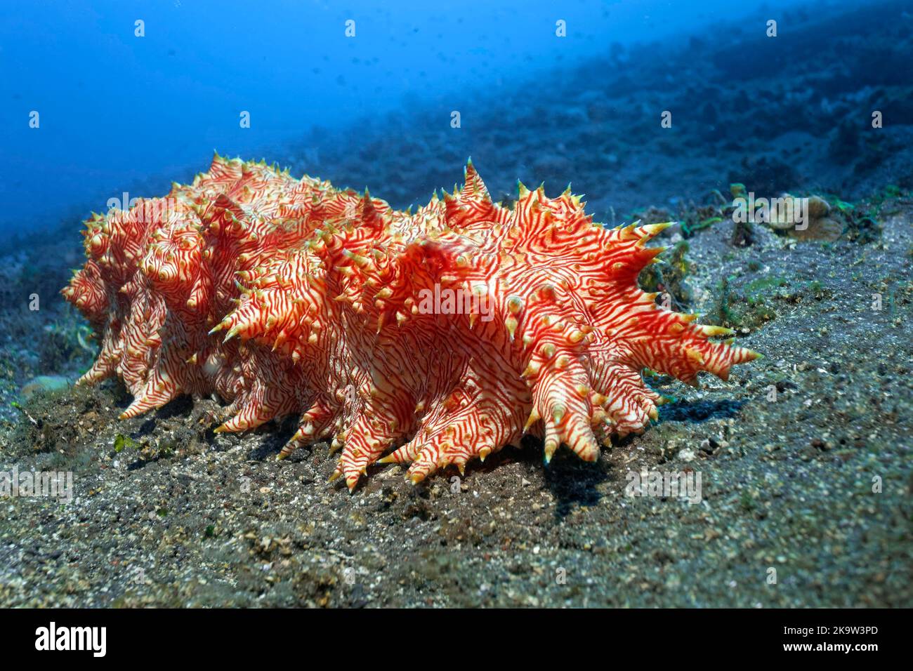 Red-striped sea cucumber (Thelenota rubrolineata), crawling over ...