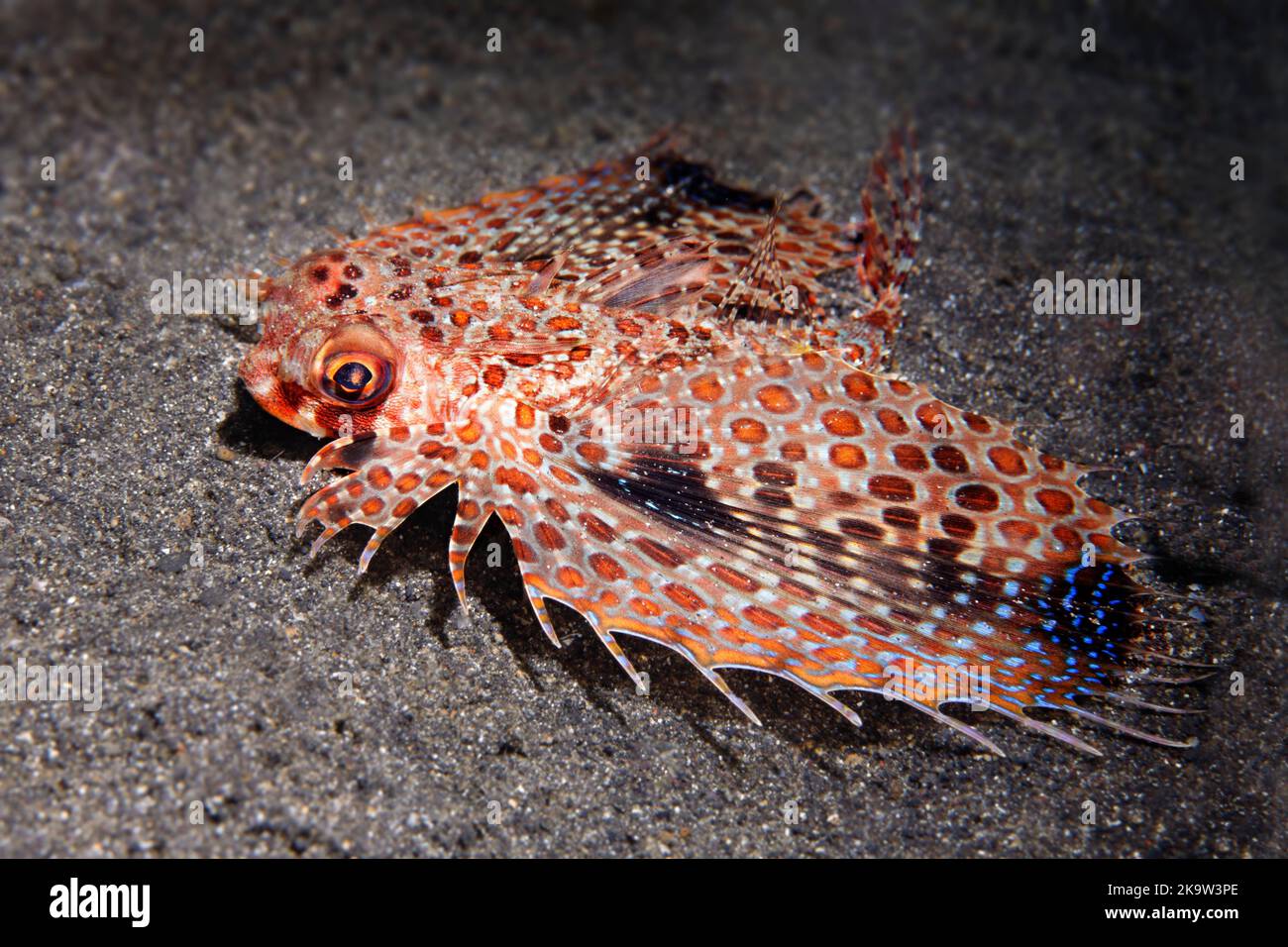 Oriental flying gurnard (Dactyloptena orientalis) on sandy bottom ...