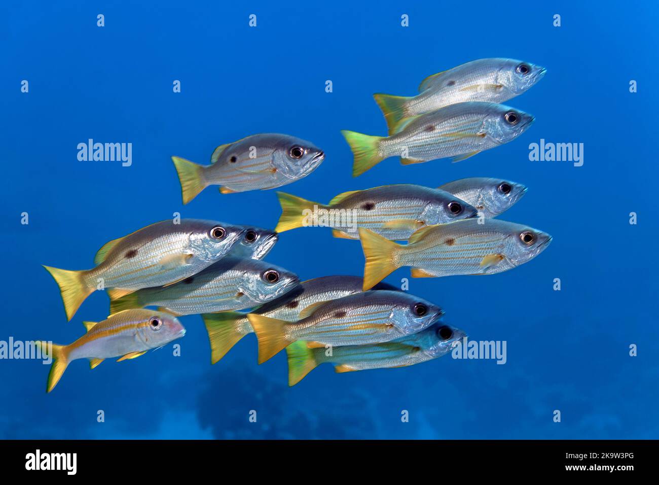 Small school of ehrenberg's snapper (Lutjanus ehrenbergii) or one-spot ...