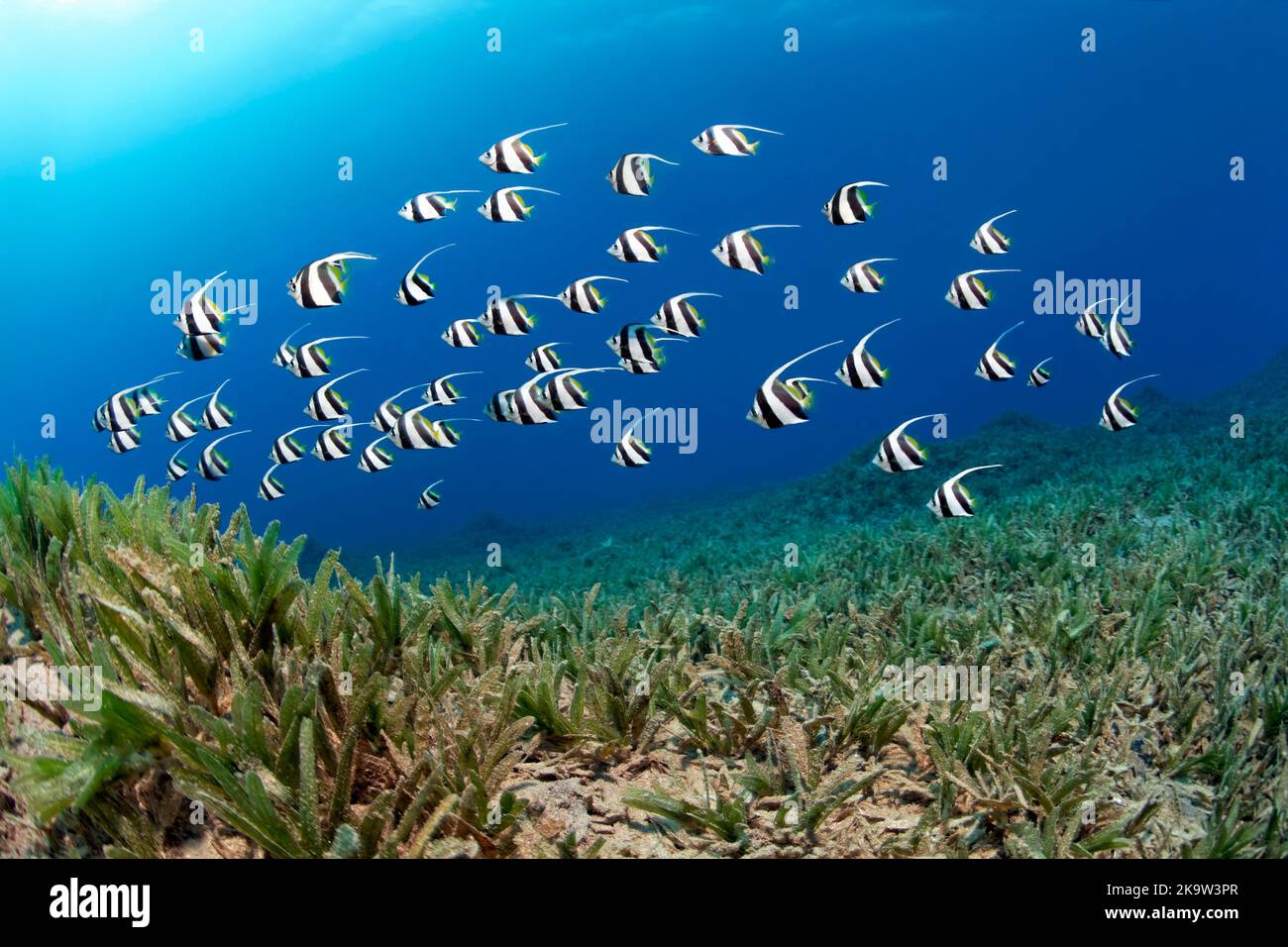 False moorish idol (Heniochus diphreutes) swimming over seagrass meadow ...