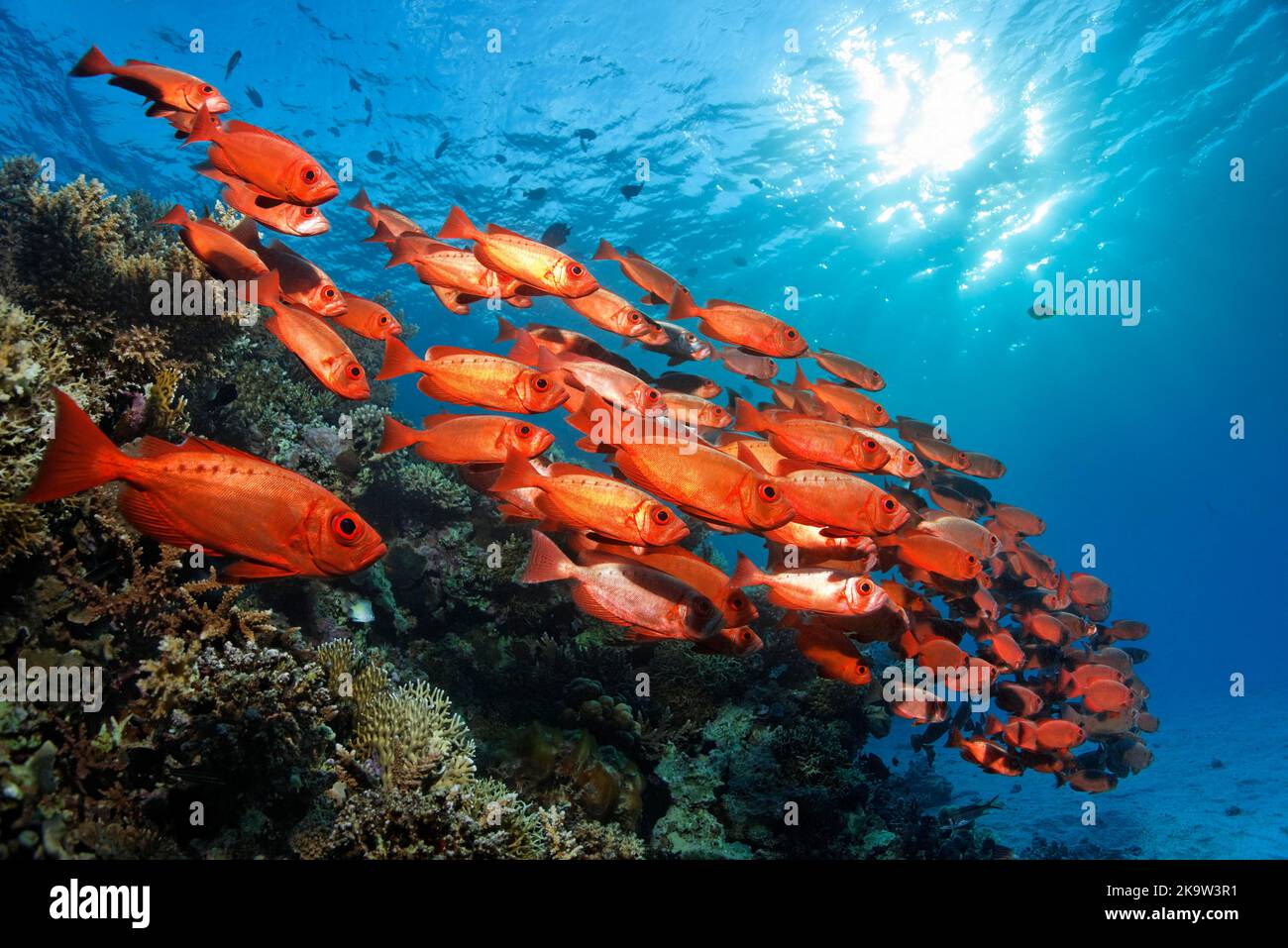 Shoal of common bigeye (Priacanthus hamrur) bigeye bass, red, swimming ...