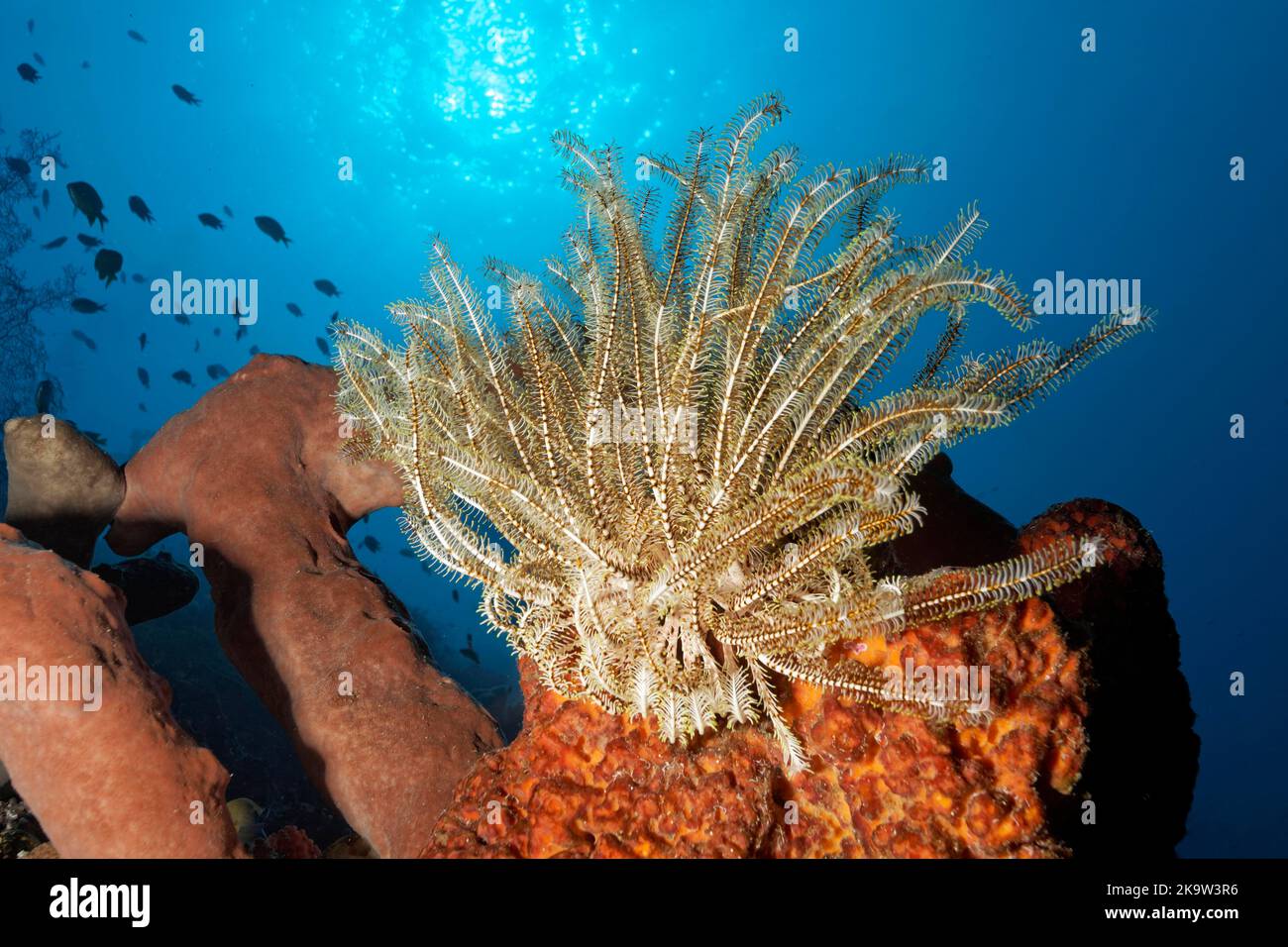 Feather star (Comanthus alternans) sitting on sponge (Spongia) in the ...